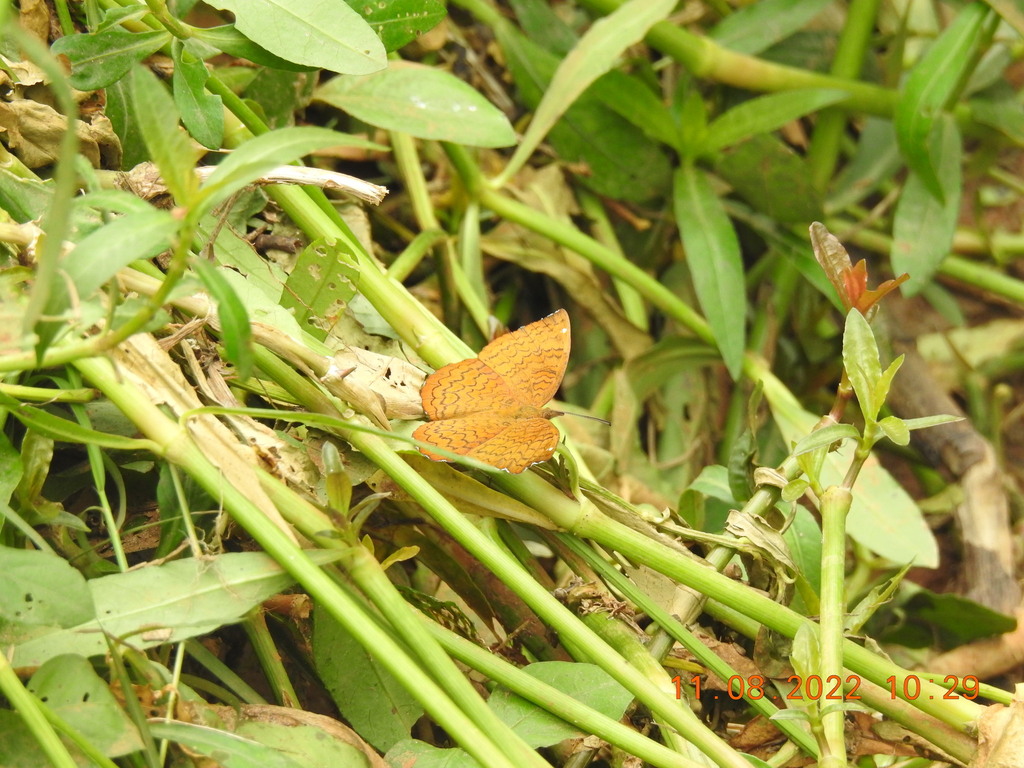 Common Castor Butterfly from Krishnagiri, Tamil Nadu, India on August ...