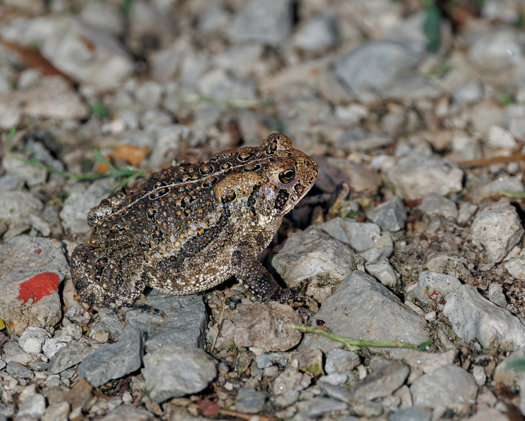 American Toad from Ottawa County, OH, USA on August 10, 2022 at 10:32 ...