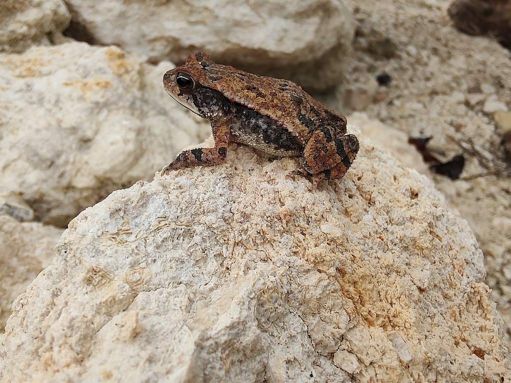 Central American Gulf Coast Toad from Escárcega, Camp., México on ...