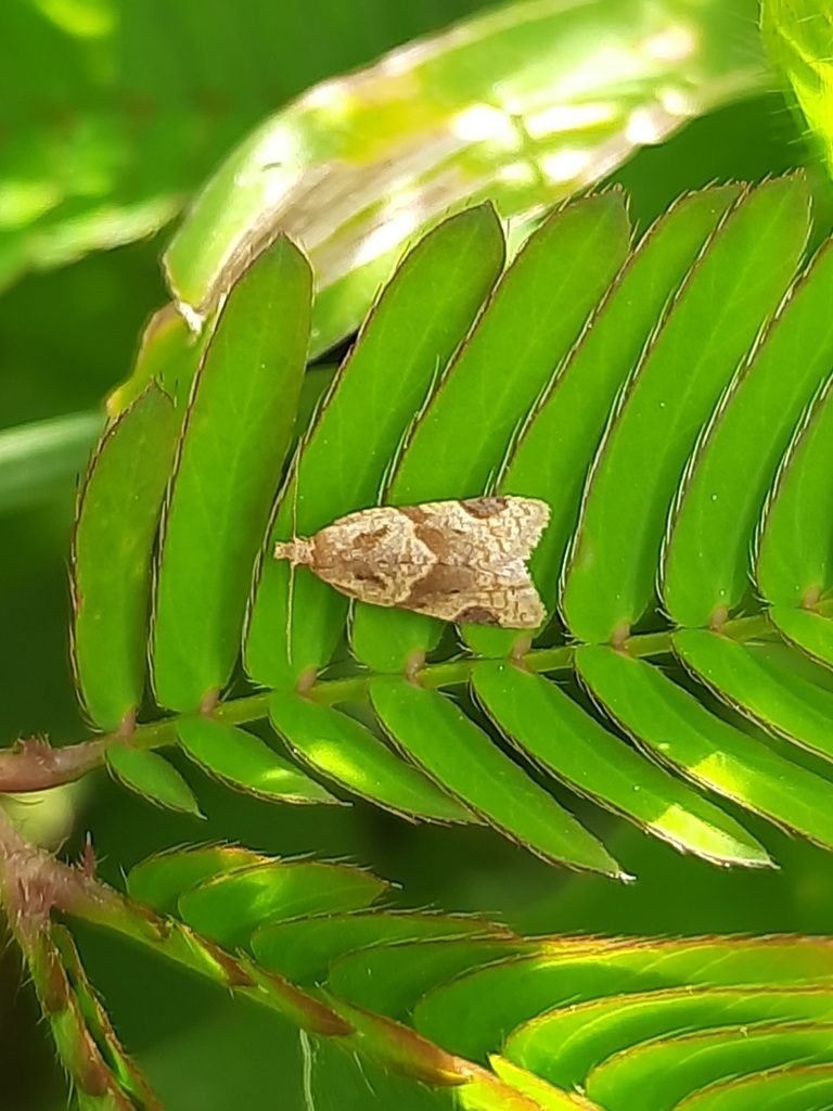 Clepsis from Brookefield, Bengaluru, Karnataka, India on August 11 ...