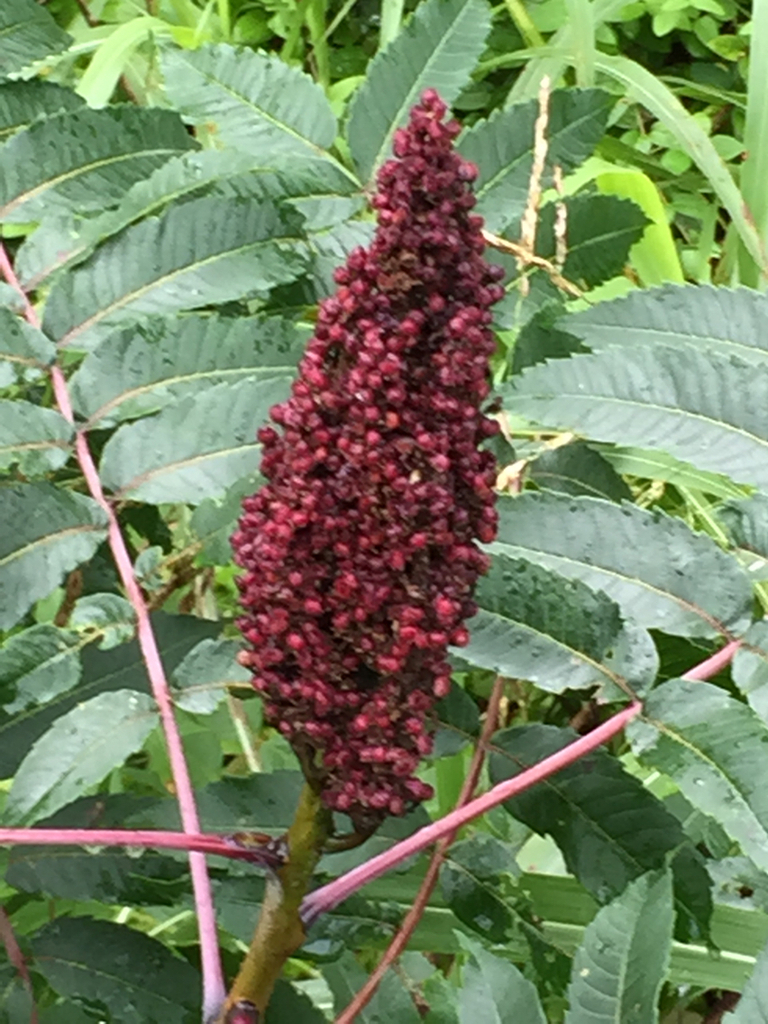smooth sumac from 15557 E 490 Rd, Justice, OK, US on July 9, 2015 at 04 ...