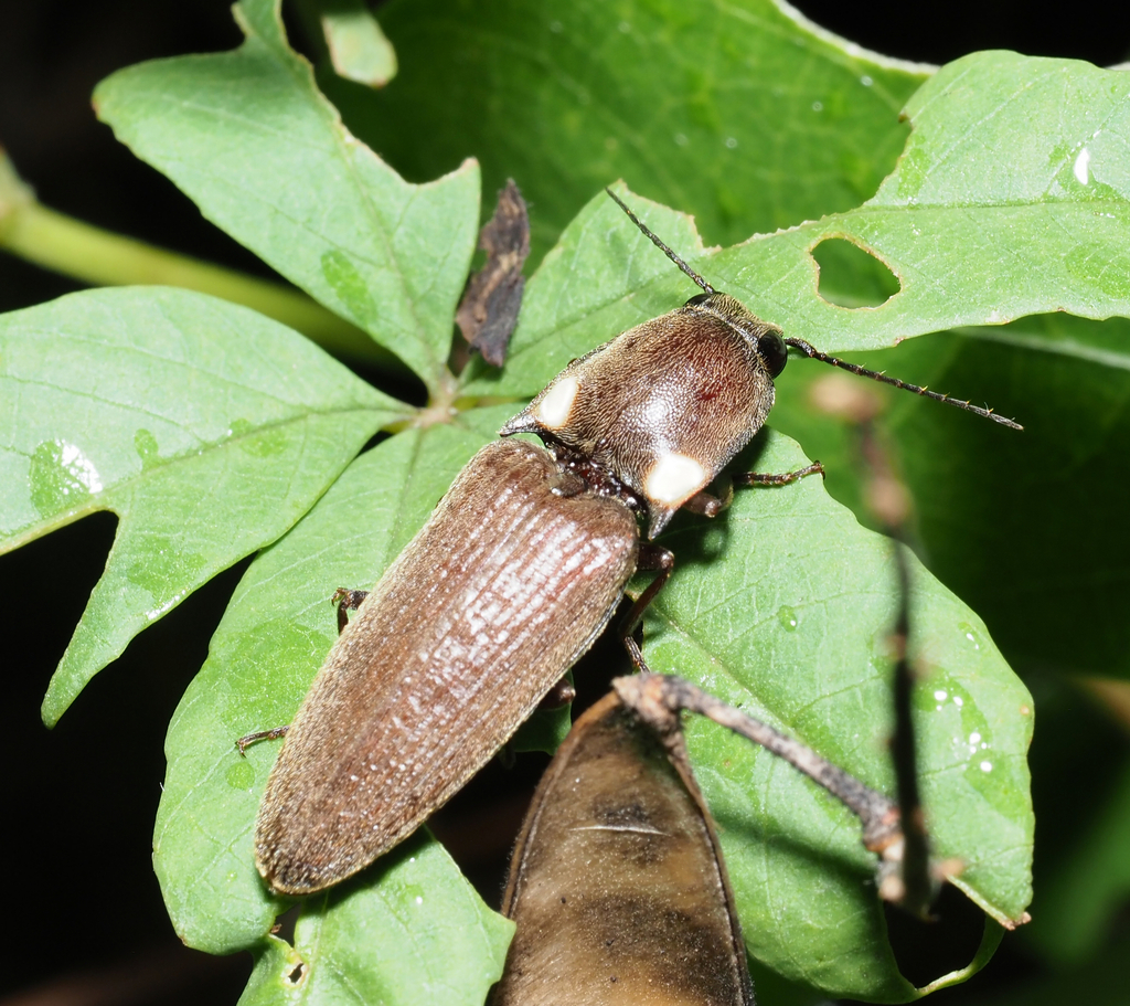 Fire Click Beetles from La Huerta, Jal., Mexico on August 10, 2022 at ...