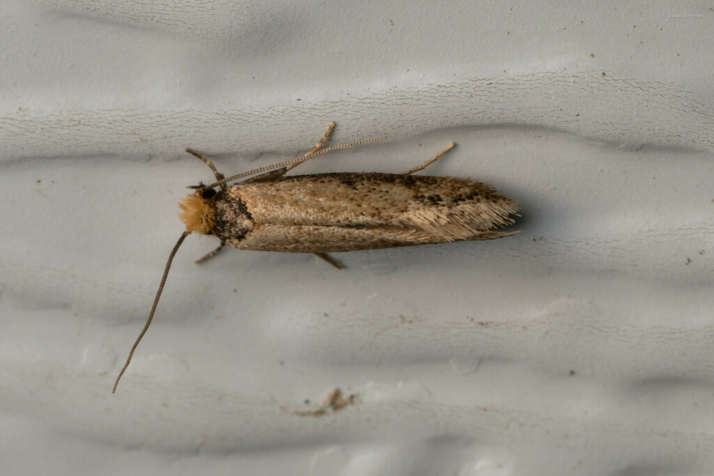 Curved-lined Homostinea Moth in August 2022 by evangrimes · iNaturalist
