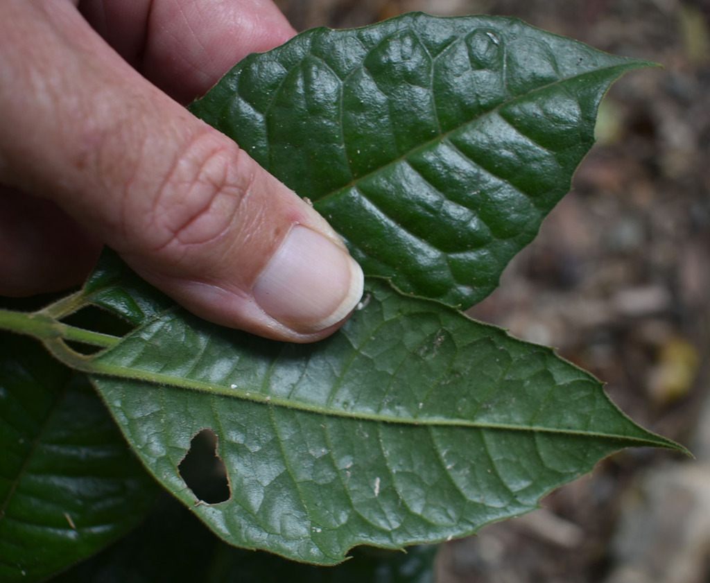 Hairy polyosma (Polyosma hirsuta) - Botanical Realm