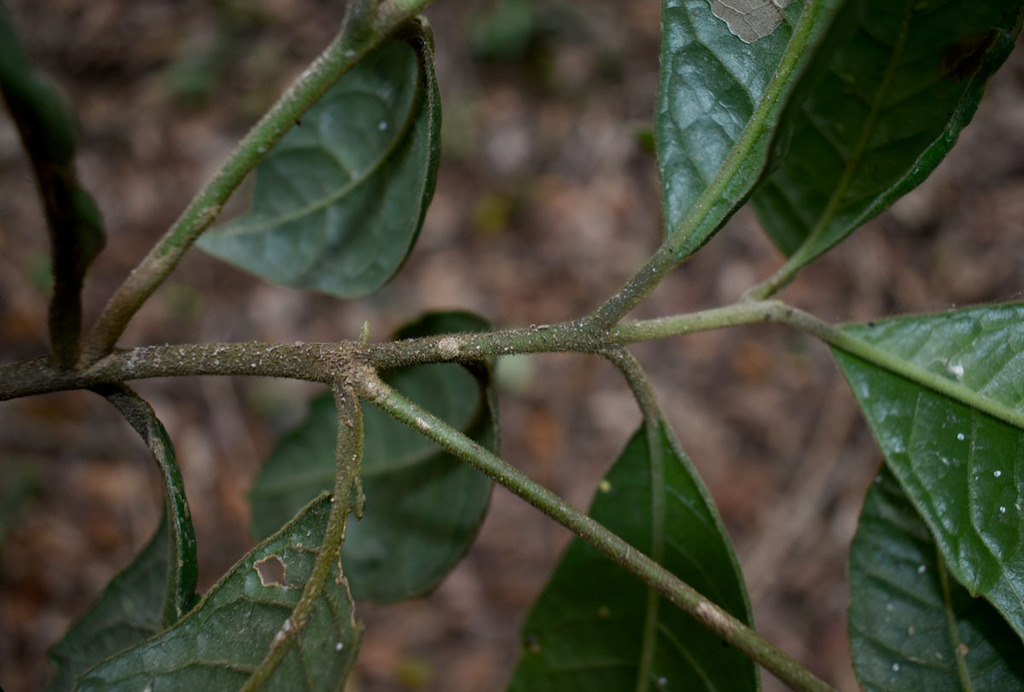 Hairy polyosma (Polyosma hirsuta) - Botanical Realm