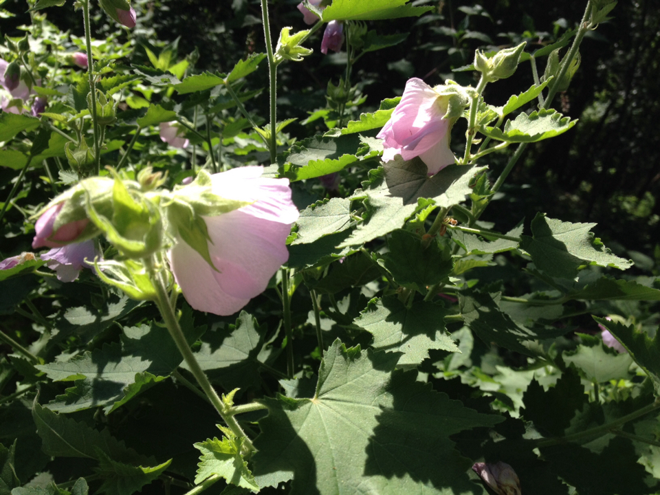 Peter's Mountain mallow in July 2015 by Milo Pyne · iNaturalist