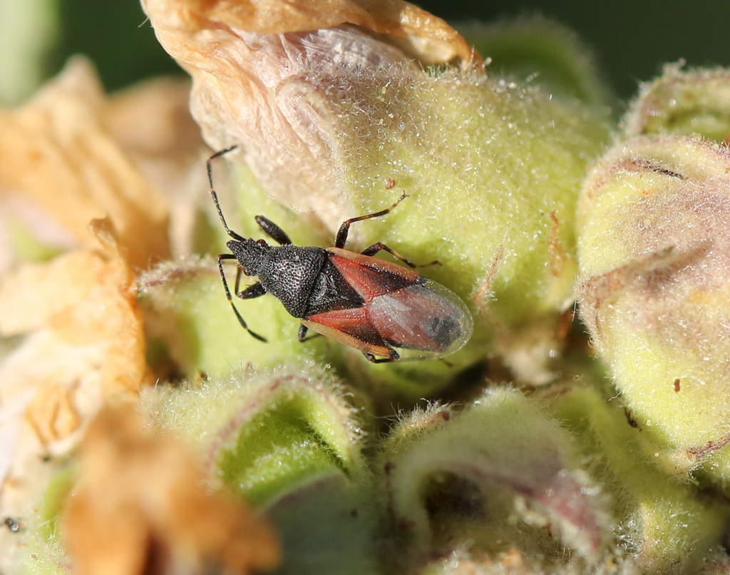 Lime seed bug from Oudalle, France on August 11, 2022 at 04:02 PM by ...