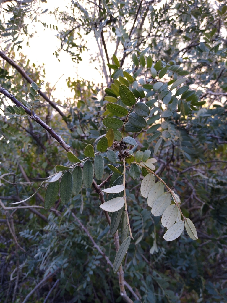 Sophora macrocarpa from San Clemente, Maule, Chile on August 11, 2022 ...