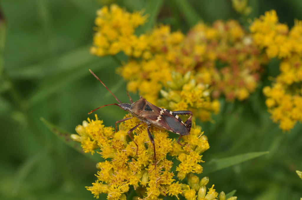 Western Leaf-footed Bug from Albert County, NB, Canada on August 6 ...