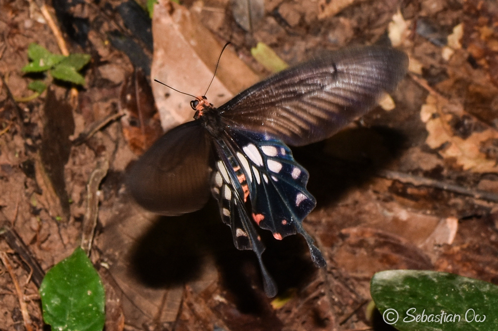 Common Clubtail from Pahang, Malaysia on July 25, 2022 at 04:02 PM by ...