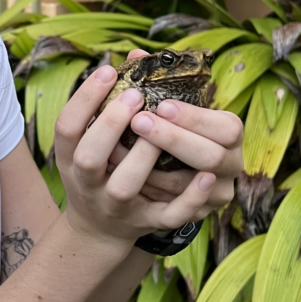Cane Toad from El Toro Wilderness, Río Grande, Puerto Rico, US on July ...