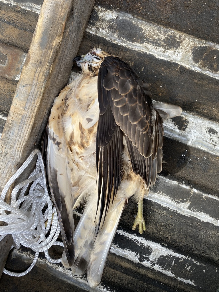 Broad-winged Hawk from Monson Rd, Wales, MA, US on August 11, 2022 at ...