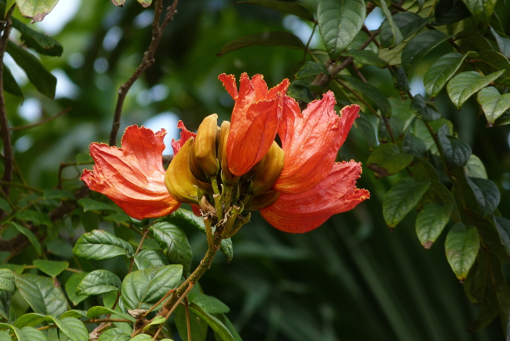bignonia family (Bignoniaceae) - Botanical Realm