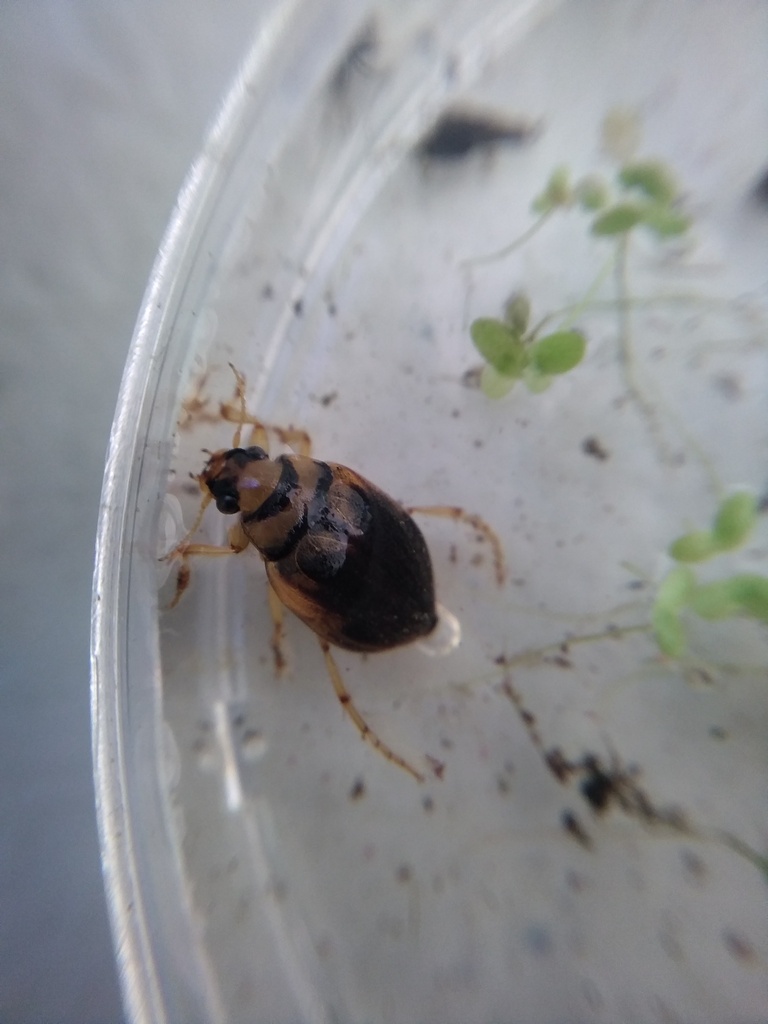 Screech Beetle from South Kensington, London, UK on August 10, 2022 at ...