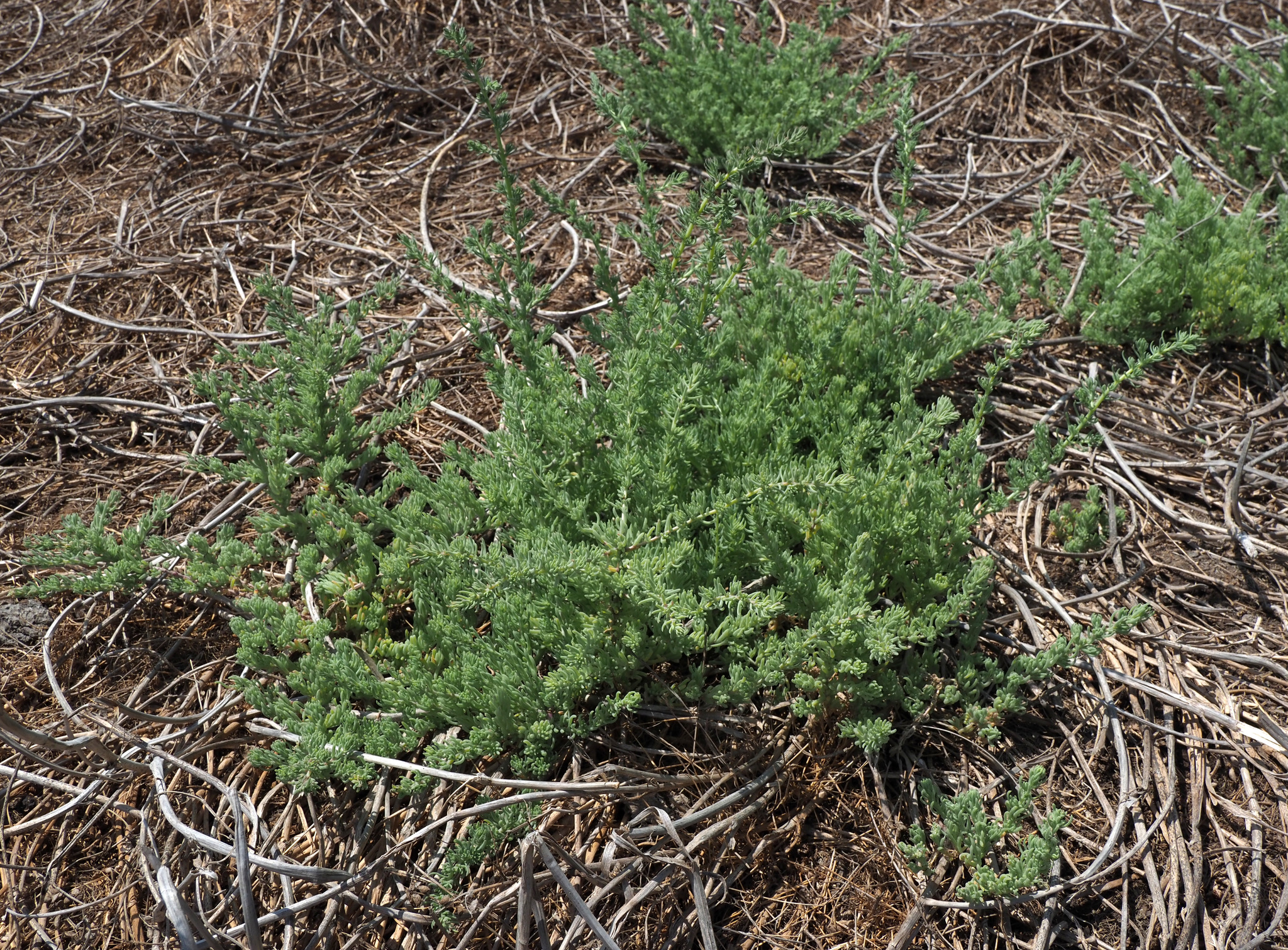 Suaeda splendens (Pourr.) Gren. & Godr.