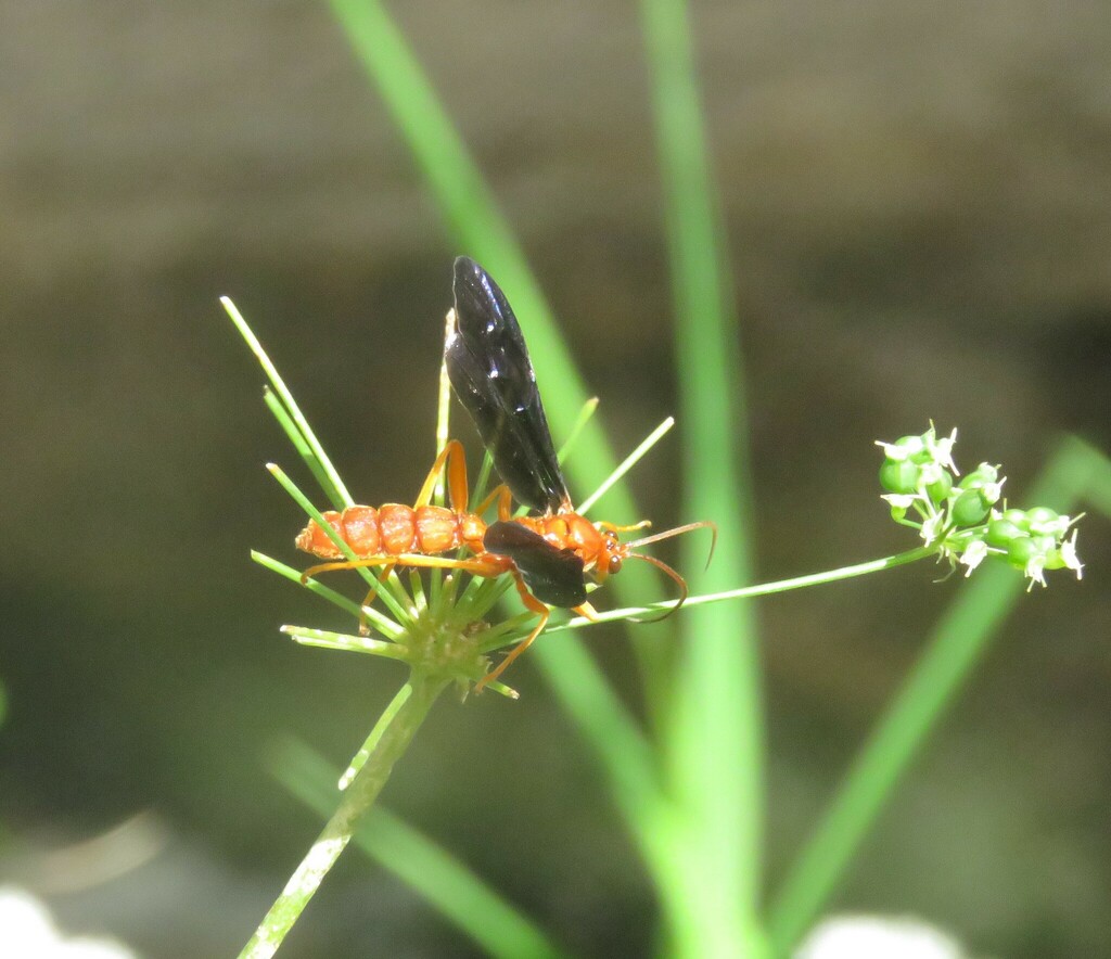 Trogus from Indian Brook Reservoir, Essex, VT 05452, USA on August 10 ...
