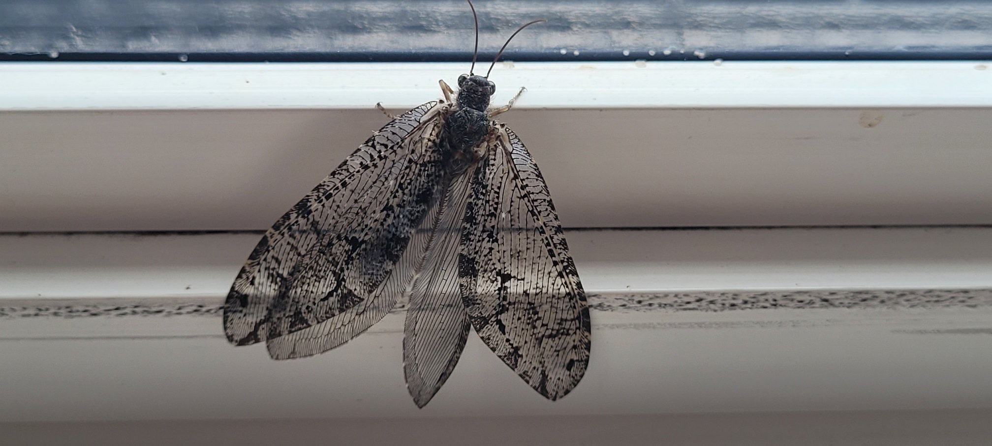 Polystoechotes punctata (Fabricius, 1793)