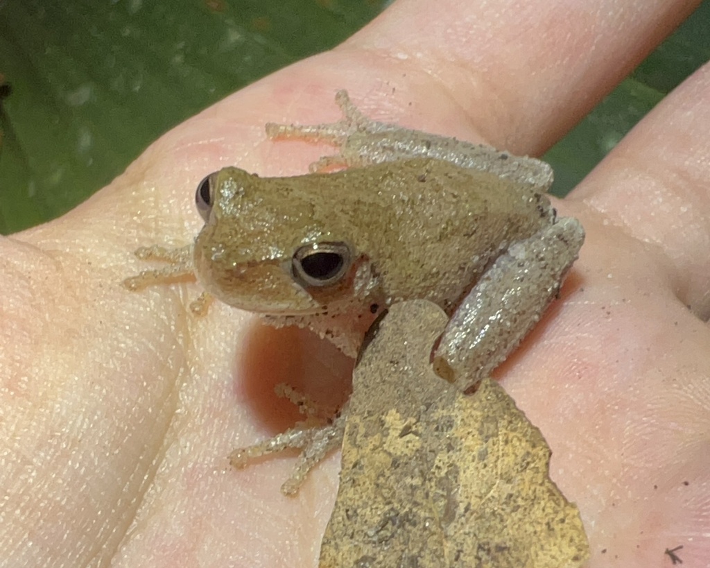 Pine Woods Tree Frog in August 2022 by Emily Christian · iNaturalist