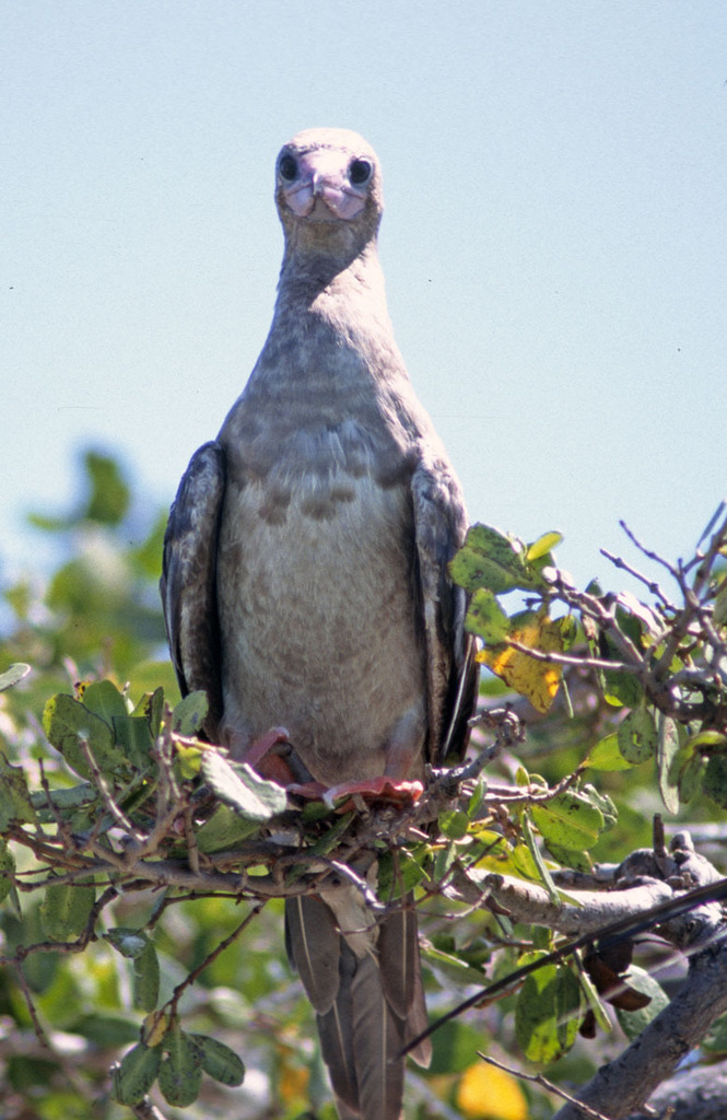 Red-footed Booby from Dry Tortugas, Florida on April 27, 1996 by Greg ...