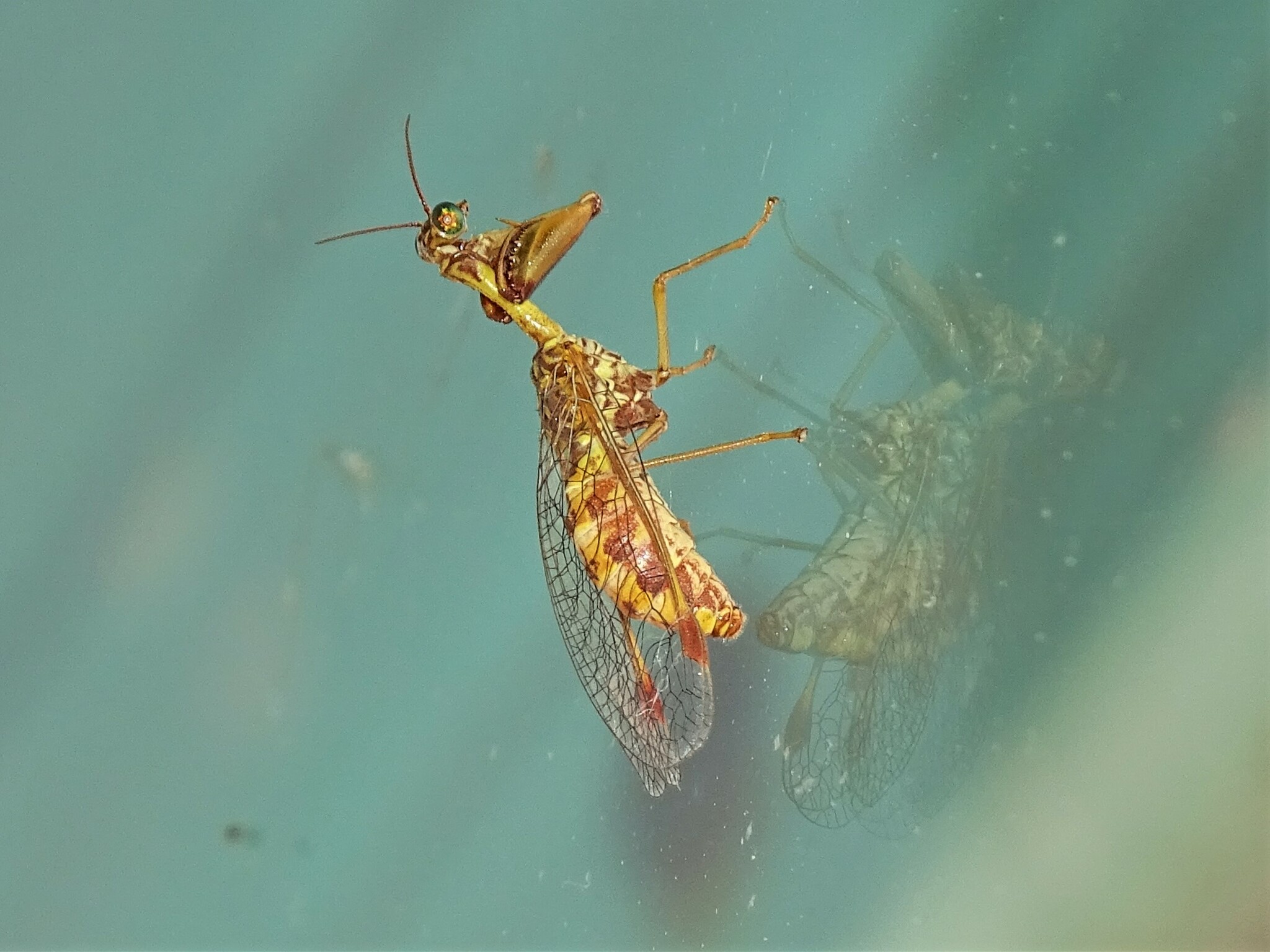 Mantispa styriaca (Poda, 1761)