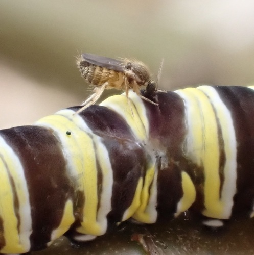 Chaquiste (Forcipomyia fuliginosa)
