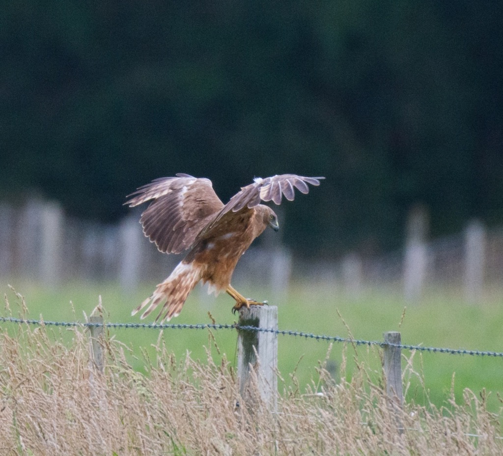 Swamp Harrier from Aoraki / Mount Cook 7999, New Zealand on February 2 ...