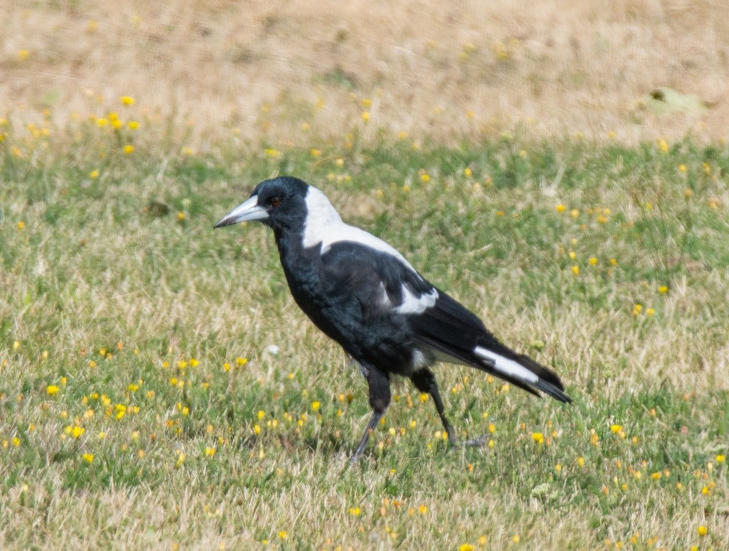 Australian Magpie from Aoraki / Mount Cook 7999, New Zealand on ...