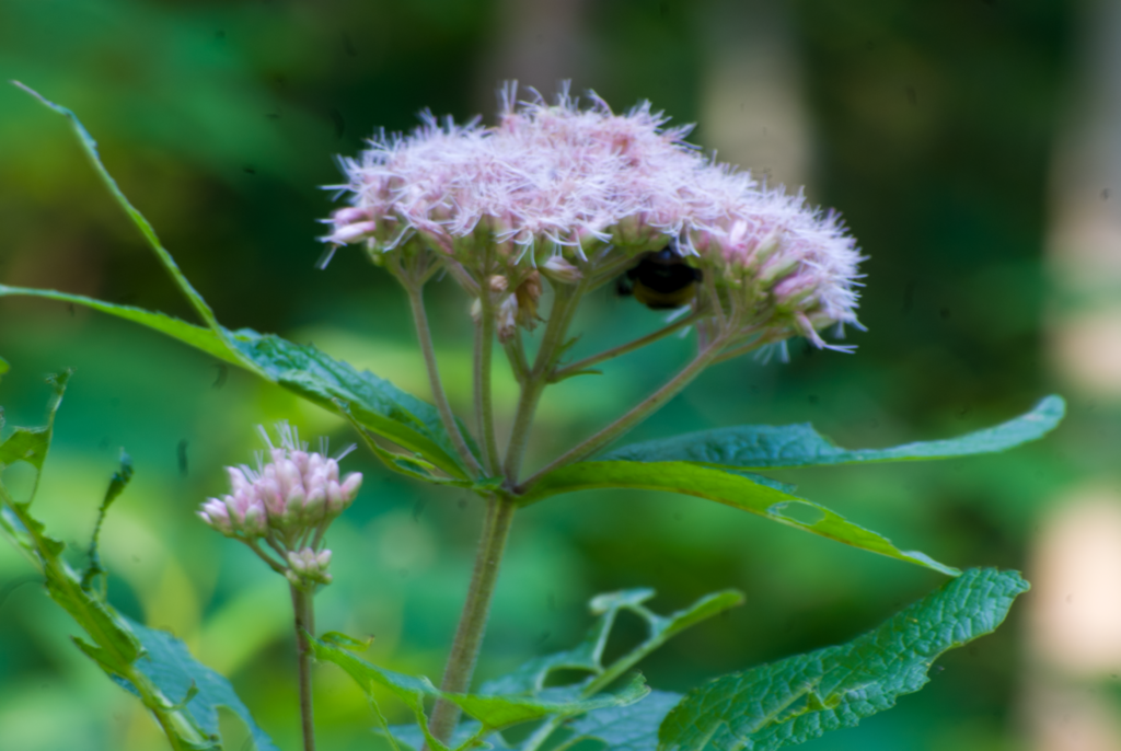 Yellow-banded Bumble Bee from Gloucester County, NB, Canada on August ...