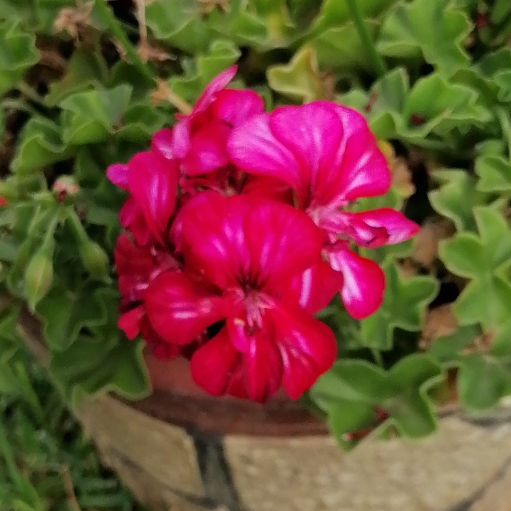 ivy geranium from 76795 Tequisquiapan, Querétaro, México on August 10 ...