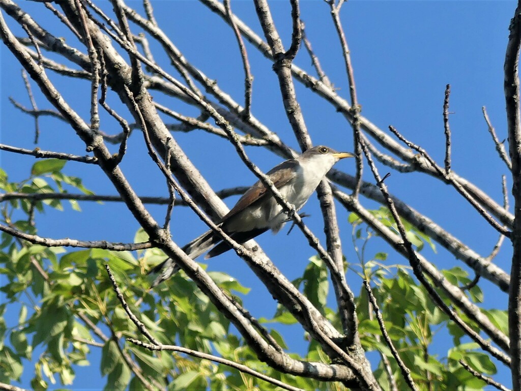 Yellow-billed Cuckoo from Dallas, Texas, United States on August 11 ...