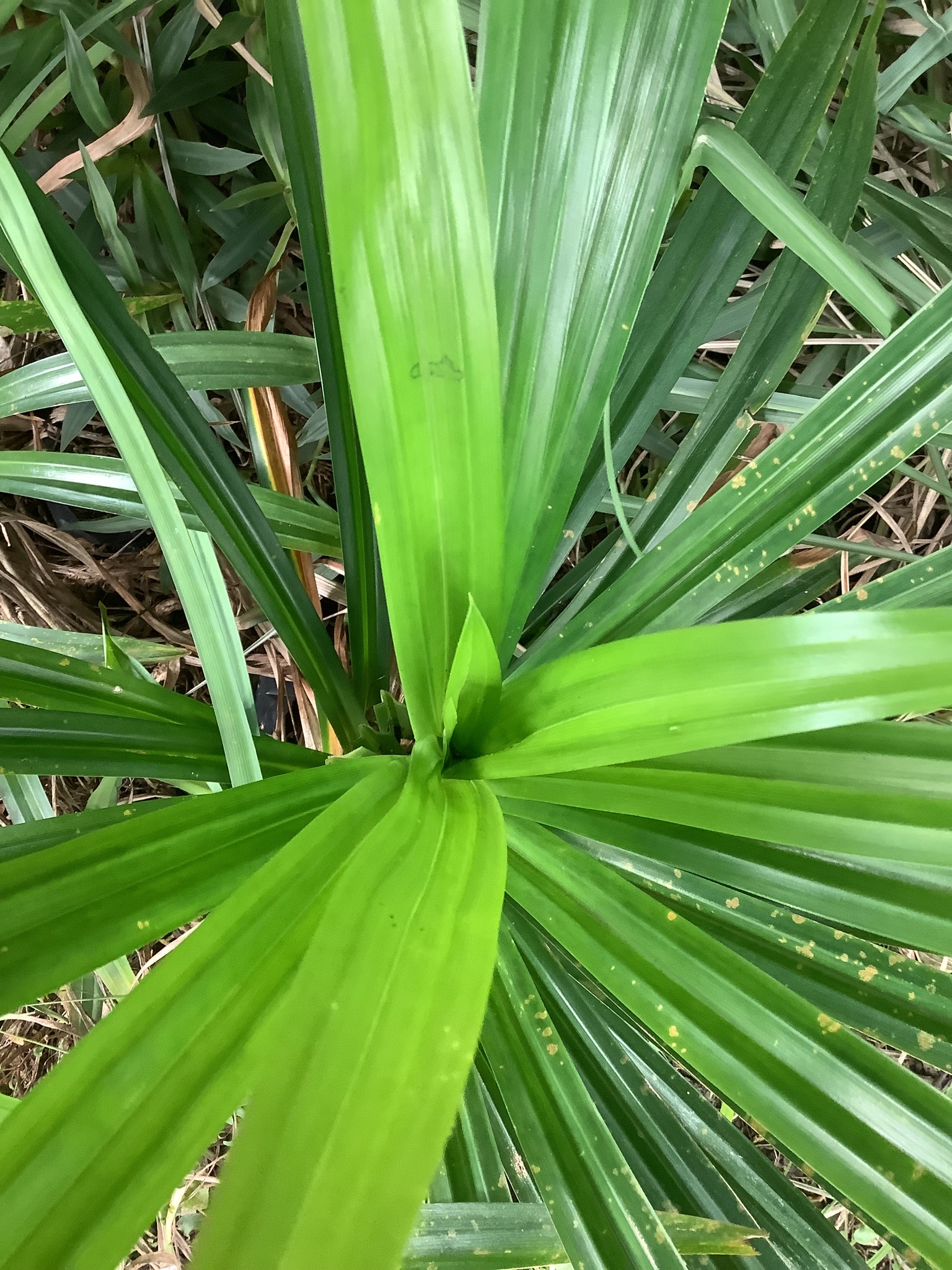 Pandanus amaryllifolius Roxb. ex Lindl.