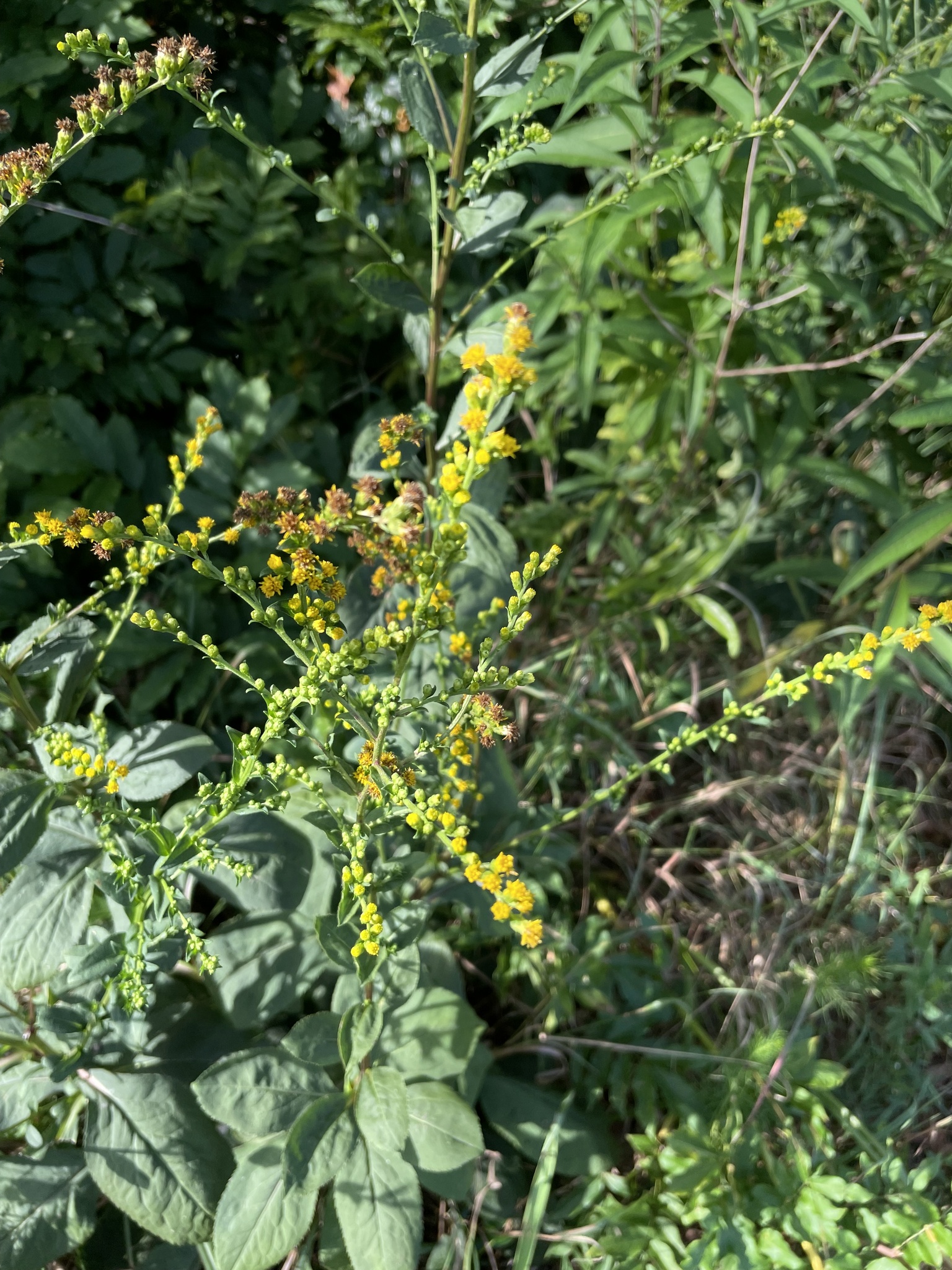 Solidago patula Muhl. ex Willd.