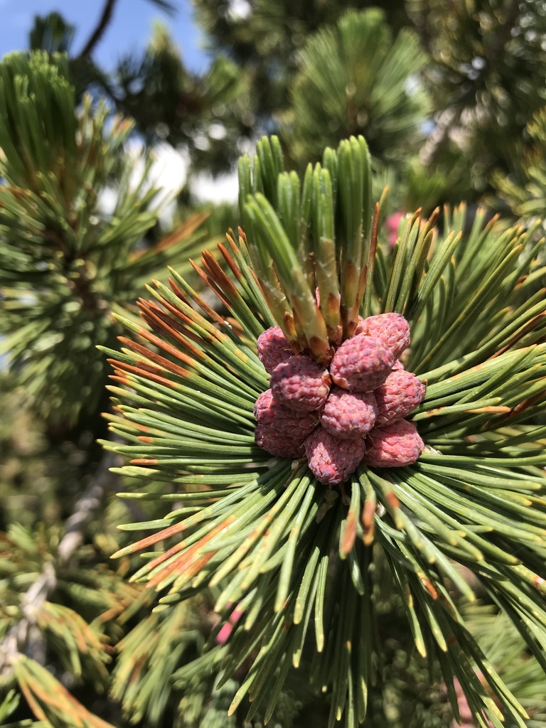 Whitebark Pine (Pinus albicaulis) - Botanical Realm