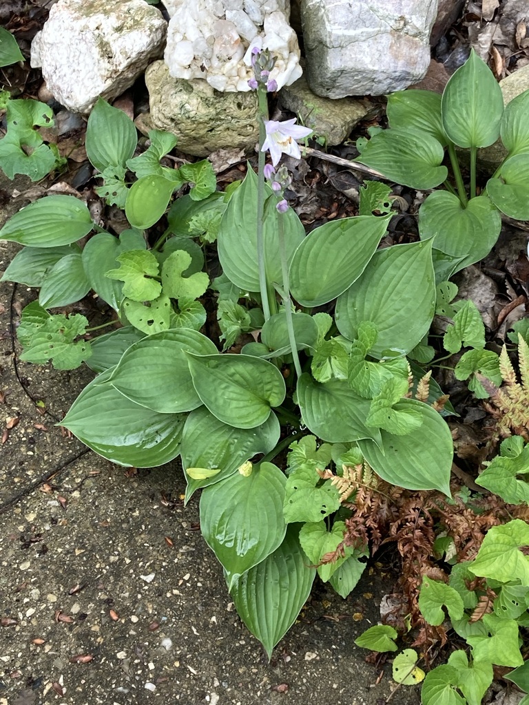 hostas from Appleton, WI, USA on July 24, 2022 at 10:21 AM by raymie ...