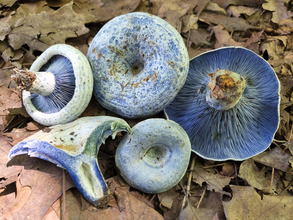 indigo milk cap from Eckerty, IN 47116, USA on August 11, 2022 at 03:47 ...