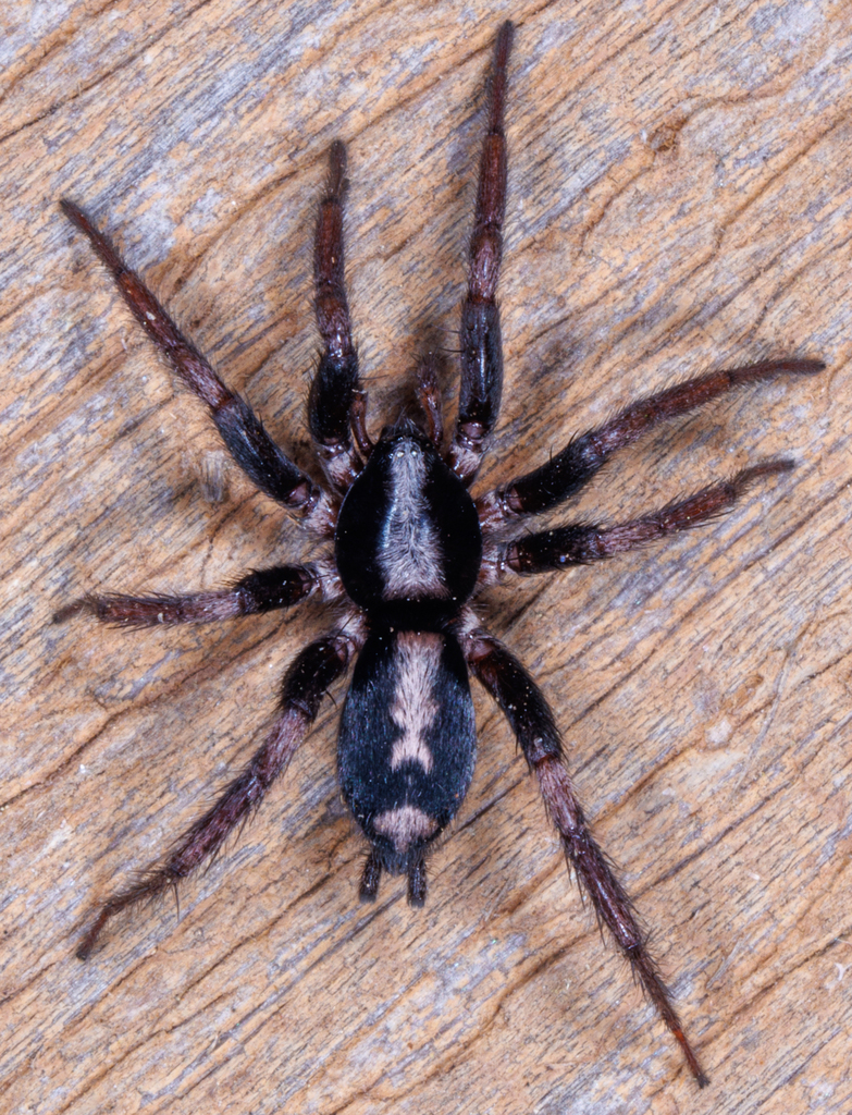 Eastern Parson Spider from Emmett Calhoun County, MI, USA on August 11 ...