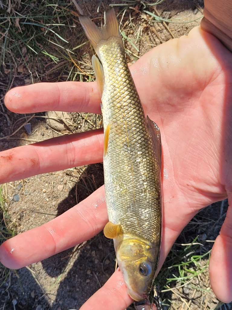 White Sucker from Leslie Township, MN, USA on August 11, 2022 at 11:17 ...