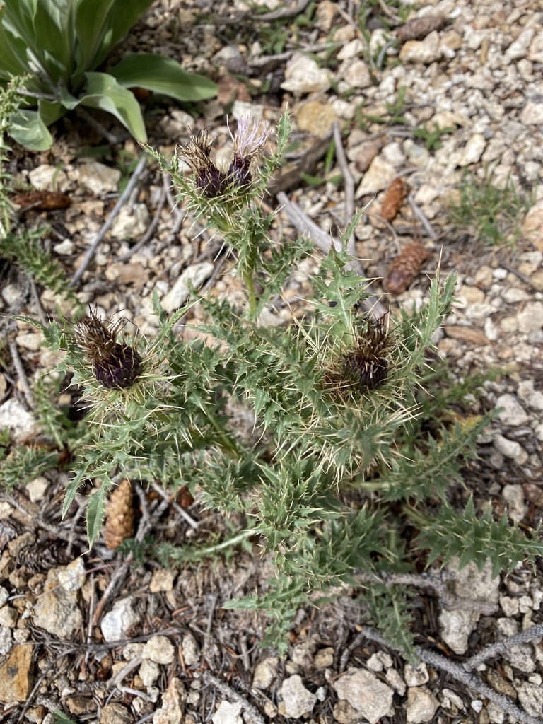Tushar Mountains Thistle from Fishlake National Forest, Kingston, UT ...
