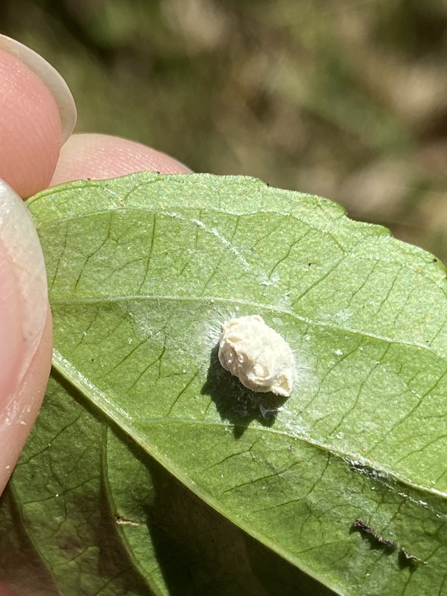 Epipyropidae