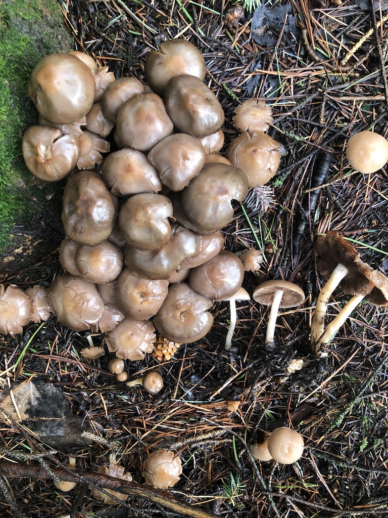 chestnut brittlestem from Apache County, US-AZ, US on August 11, 2022 ...