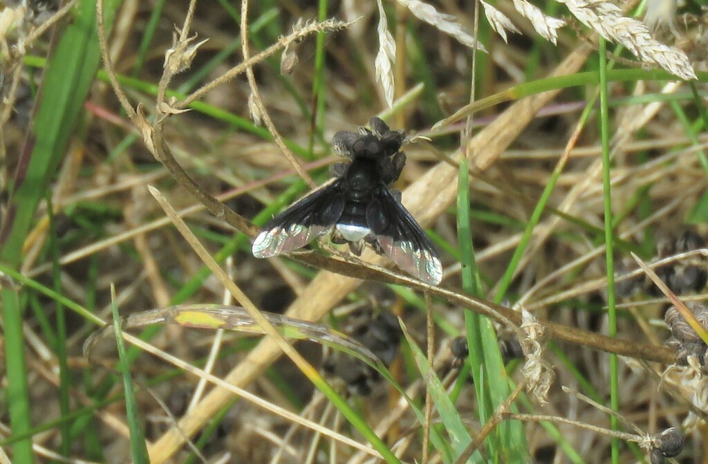 Black Bee Fly from Morningside, Toronto, ON, Canada on August 11, 2022 ...