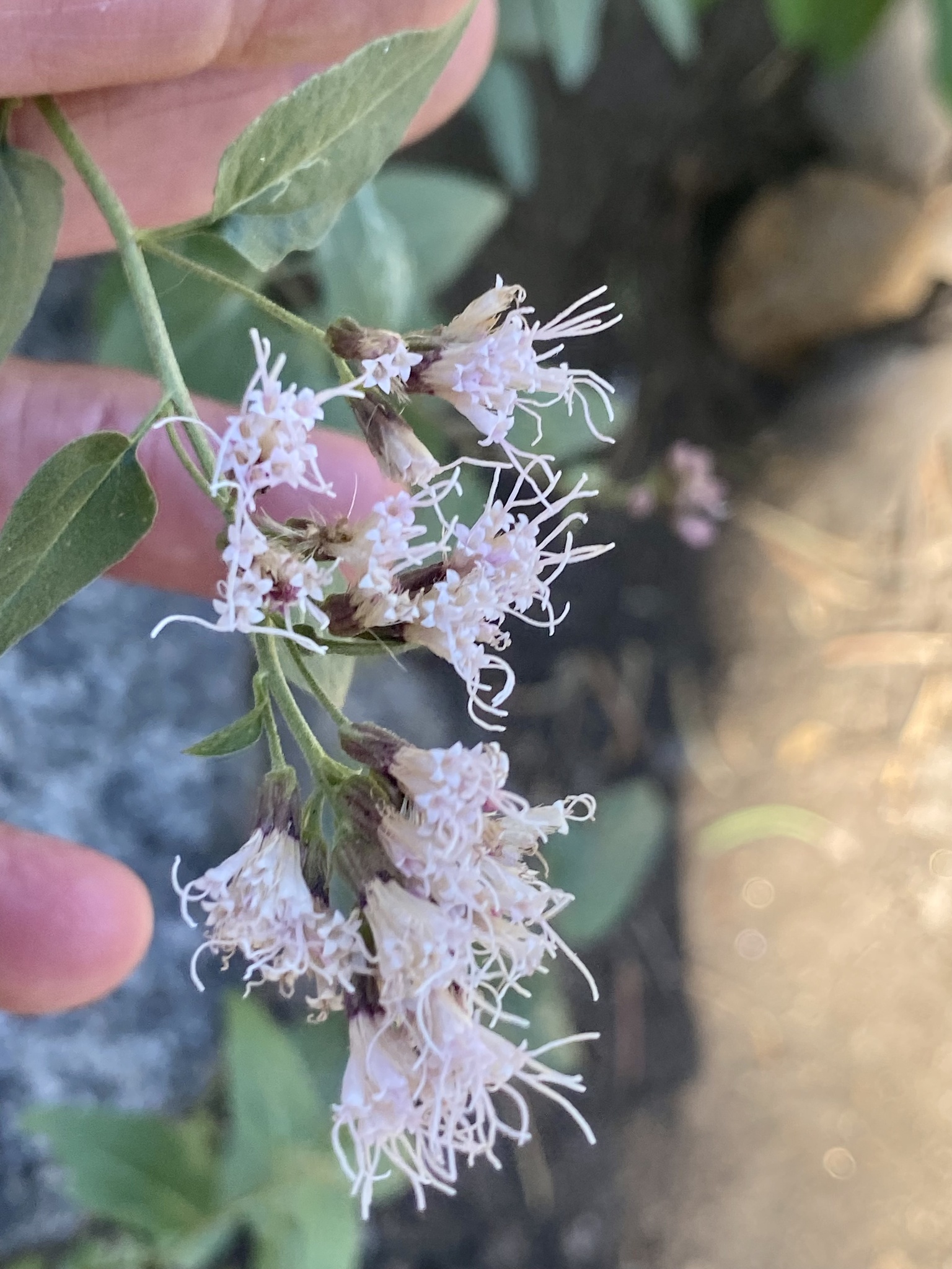 Ageratina occidentalis (Hook.) R.King & H.Rob.