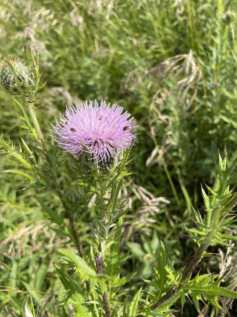 field thistle from 390th St, Windom, MN, US on August 11, 2022 at 10:41 ...