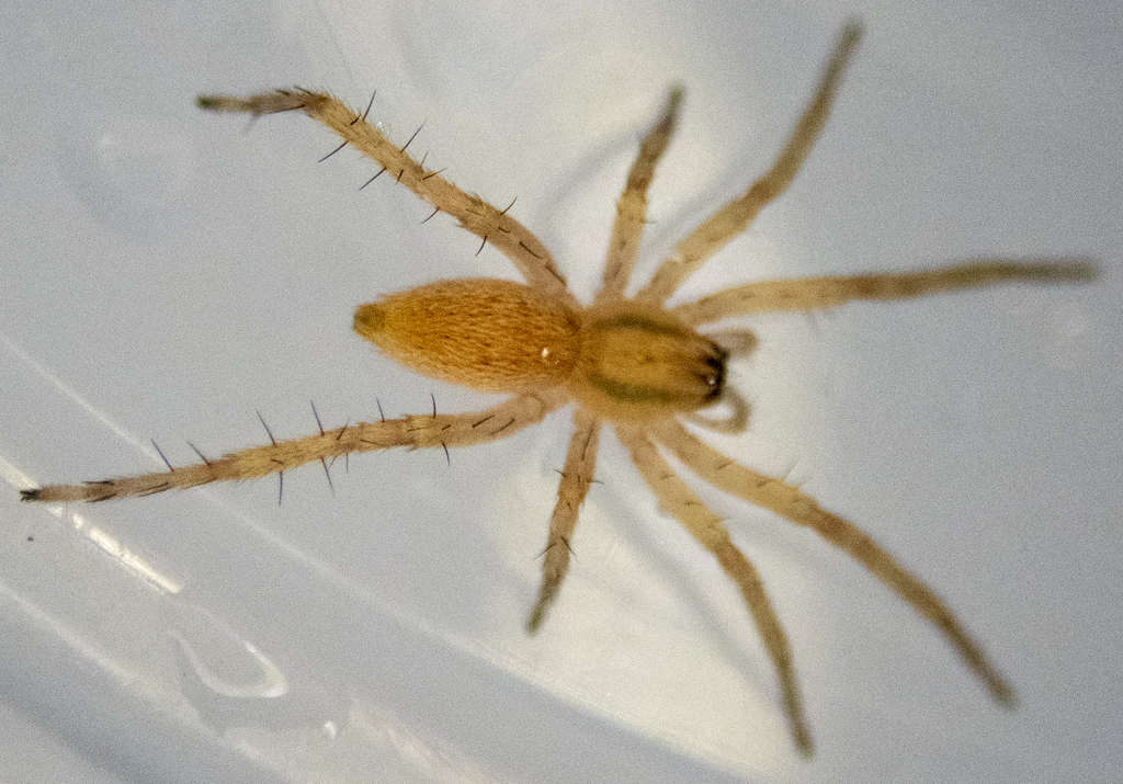 garden ghost spider from Shepard Settlement, Onondaga County, NY, USA ...