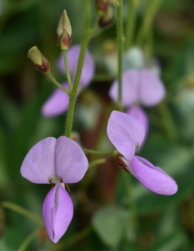 Silverleaf Desmodium from Ravenshoe QLD 4888, Australia on June 8, 2022 ...