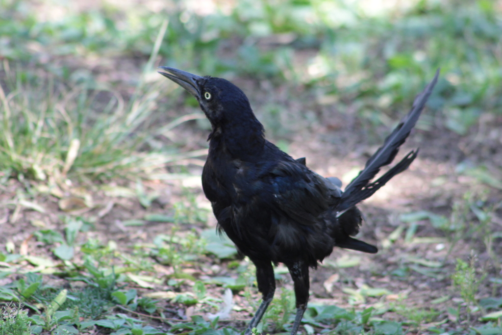 Great-tailed Grackle in August 2022 by Grant Corbeau · iNaturalist