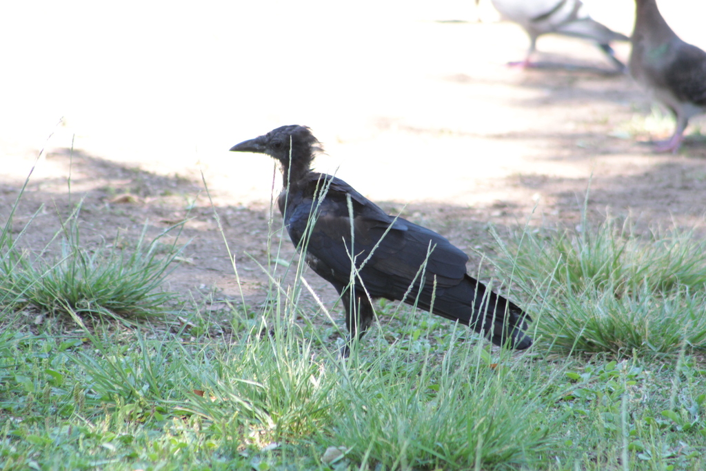 Common Raven in August 2022 by Grant Corbeau · iNaturalist