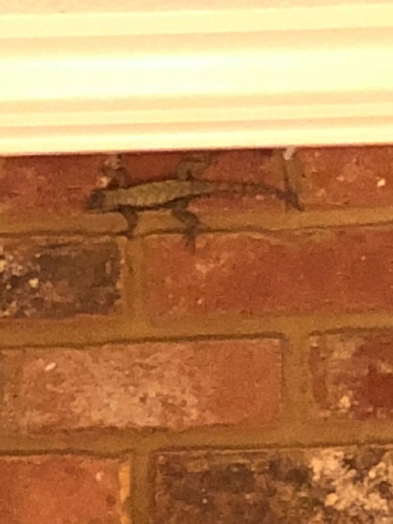 Eastern Fence Lizard in July 2018 by macy2018. Found inside on brick ...