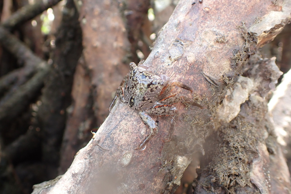 Mangrove Tree Crab from Palm Beach County, FL, USA on August 11, 2022 ...