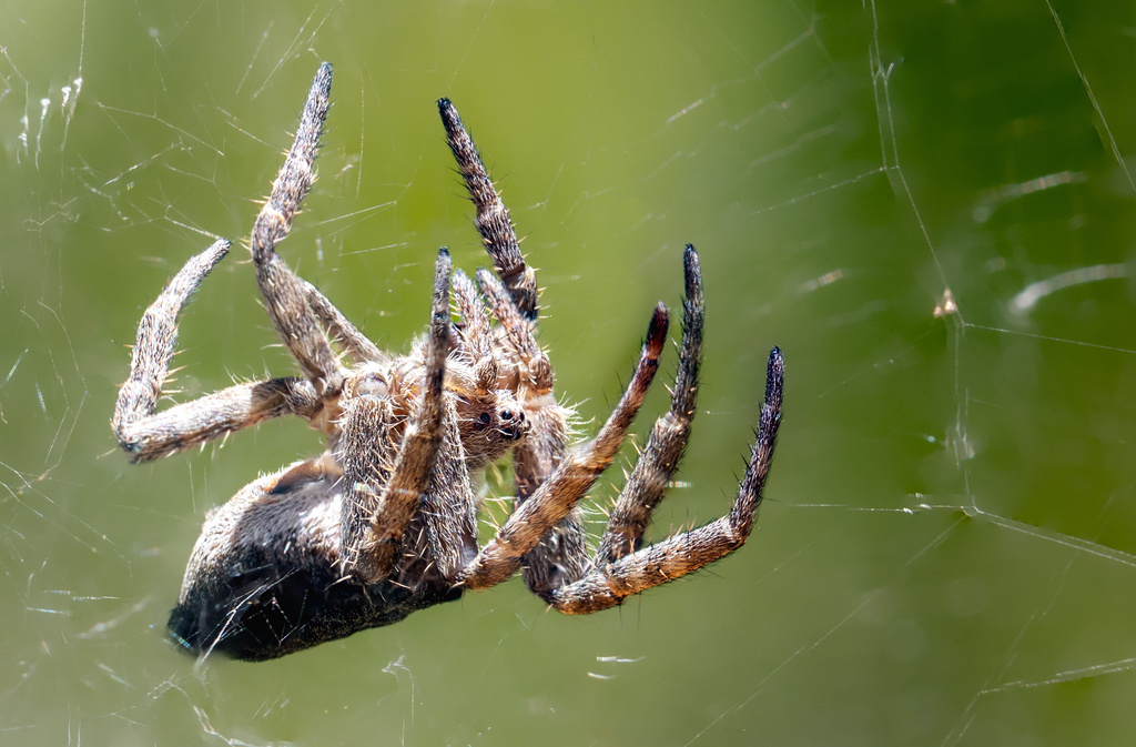 Tropical Tent-web Spider from La Española, Postrer Río, Independencia ...